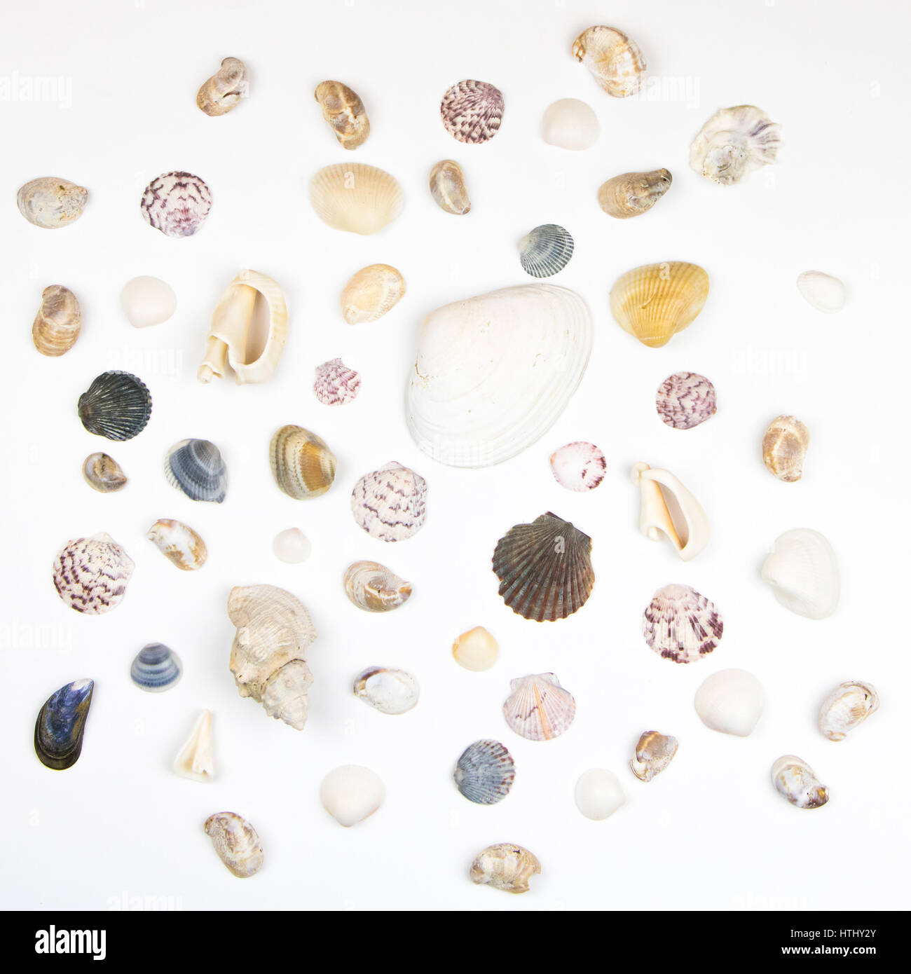Sea shells isolated hi-res stock photography and images - Alamy