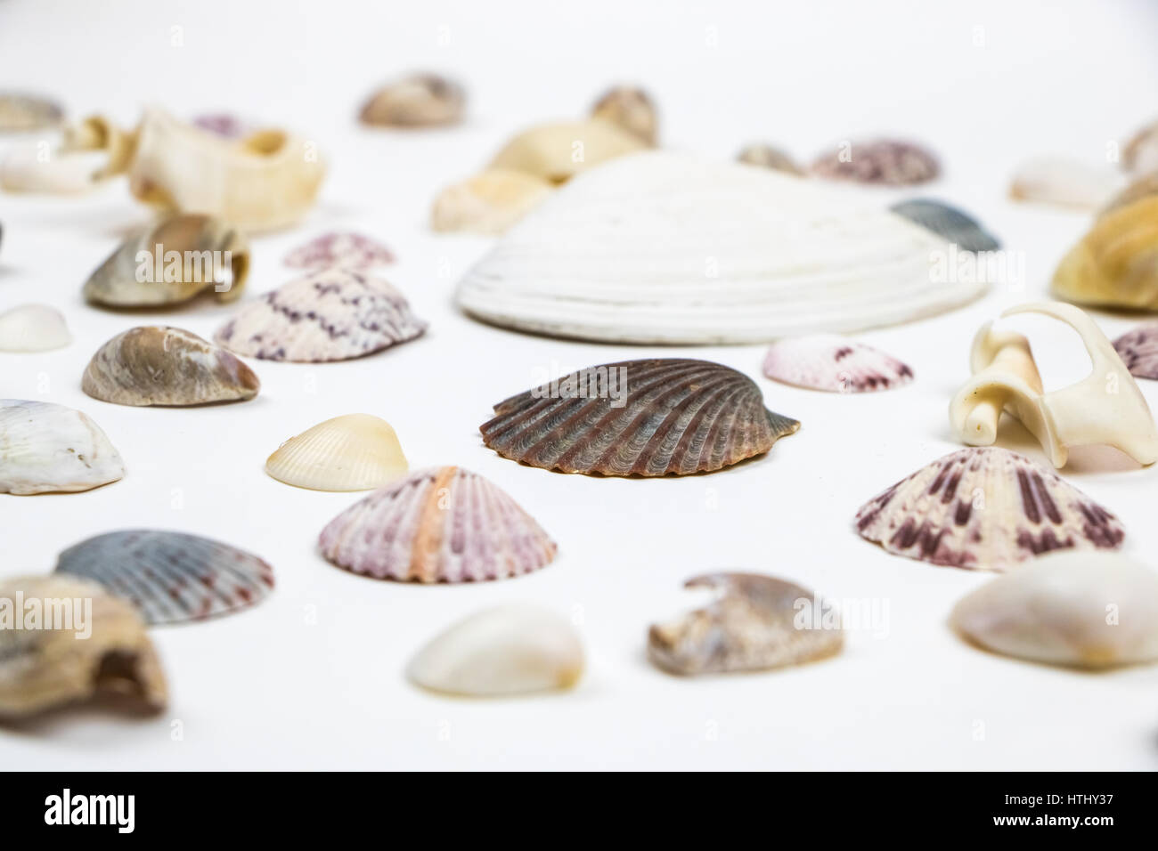 Various Seashells Isolated on White Low Angle Stock Photo - Alamy