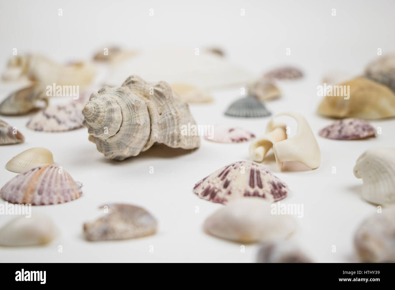 Various Seashells Isolated on White Low Angle Stock Photo - Alamy
