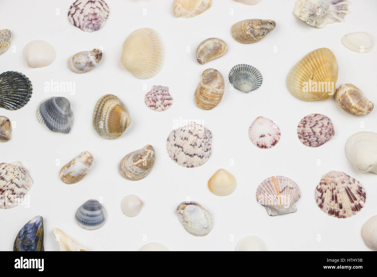 Multiple Seashells High Resolution Stock Photography and Images - Alamy