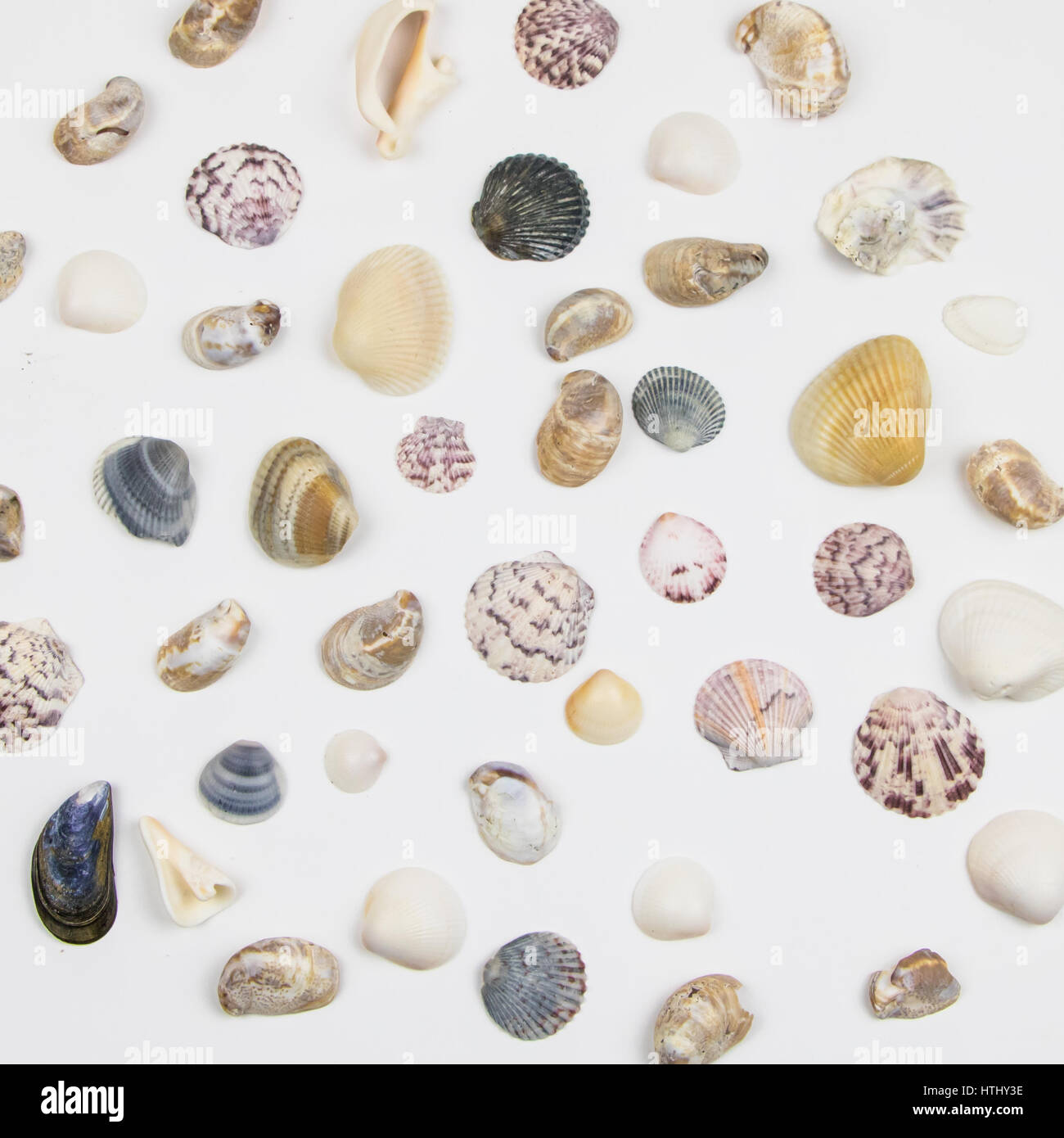 Various Seashells Isolated on White Stock Photo - Alamy