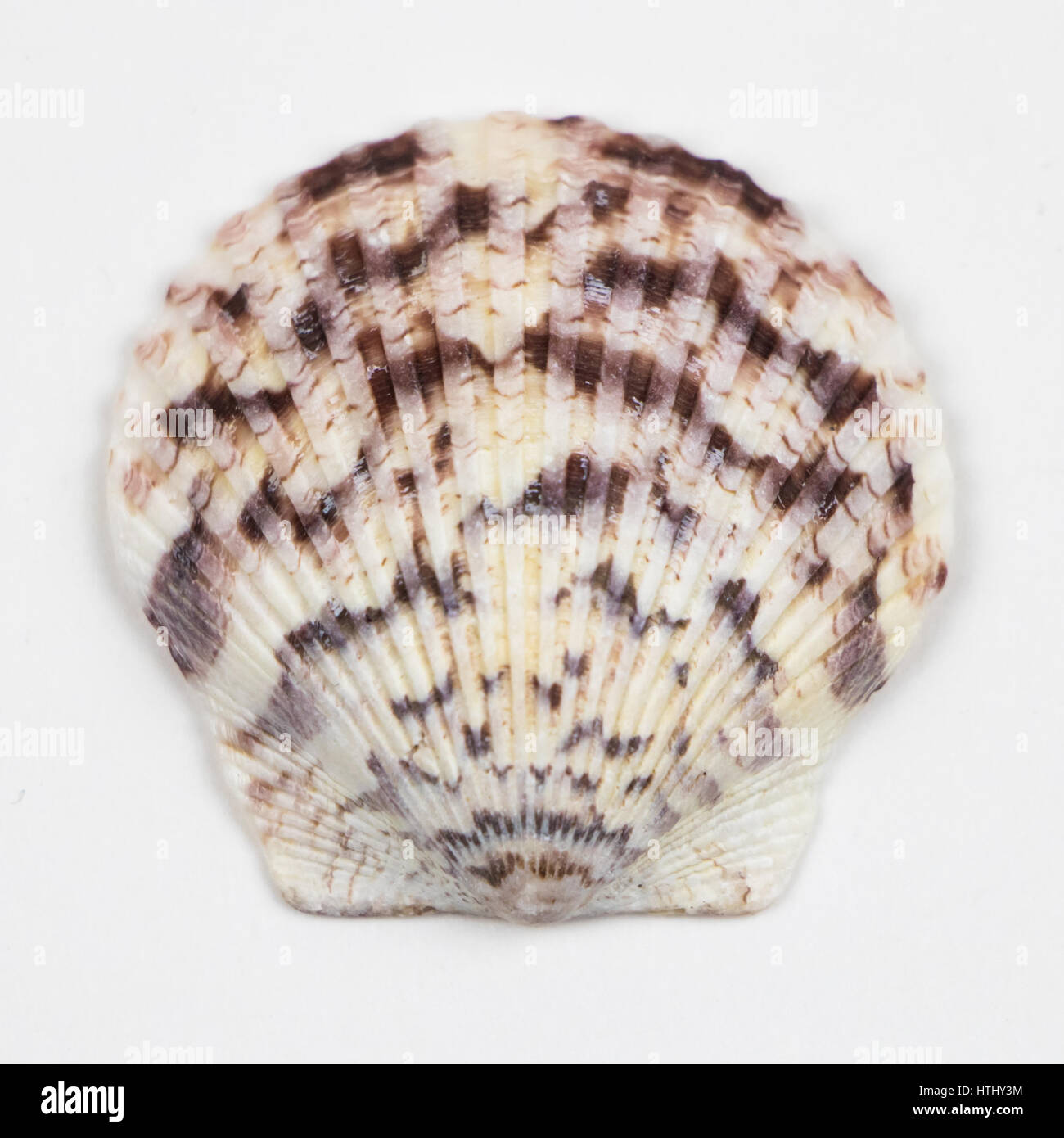 Single Seashell Isolated on White Stock Photo - Alamy