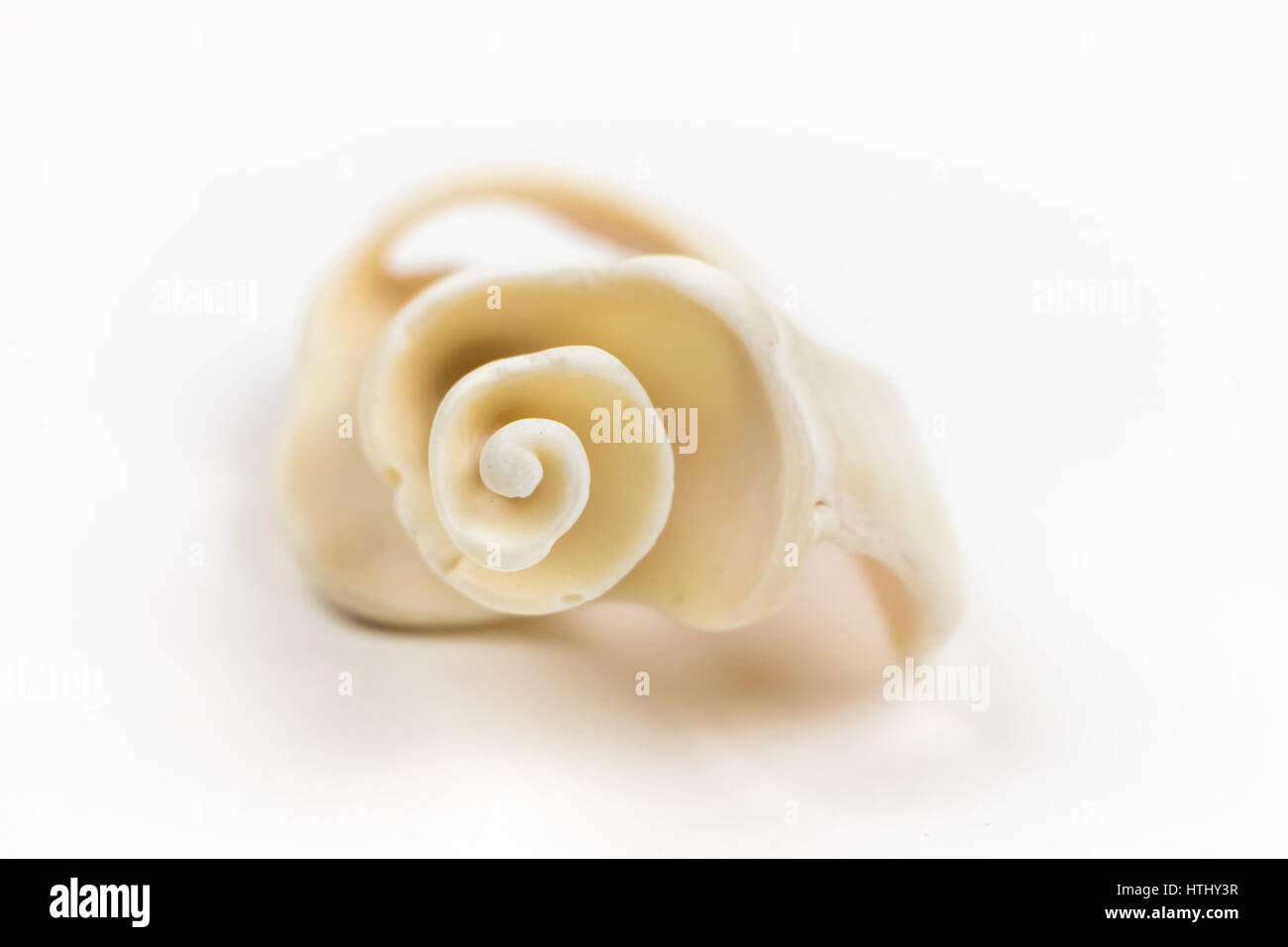 Spiral seashell hi-res stock photography and images - Alamy