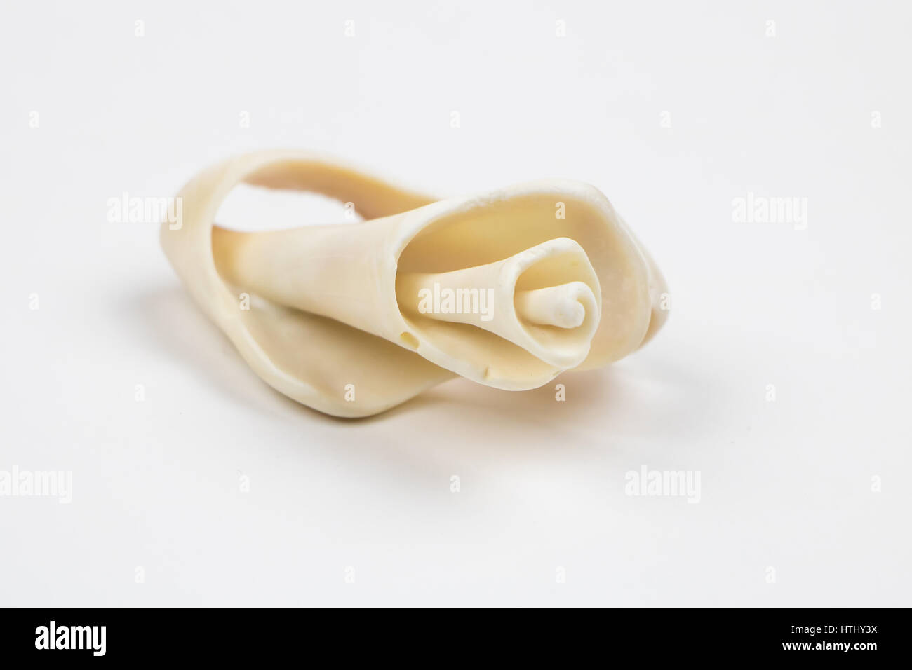 Single Seashell Isolated on White Stock Photo - Alamy