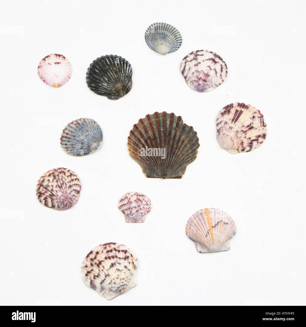 Collection of shells on the beach Cut Out Stock Images & Pictures - Alamy