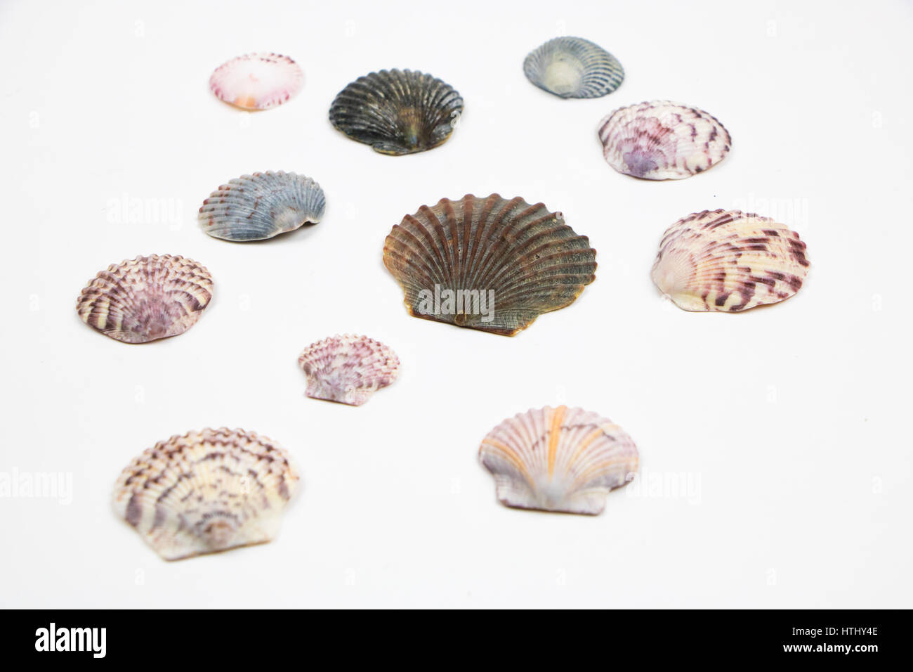 Various Seashells Isolated on White Stock Photo - Alamy