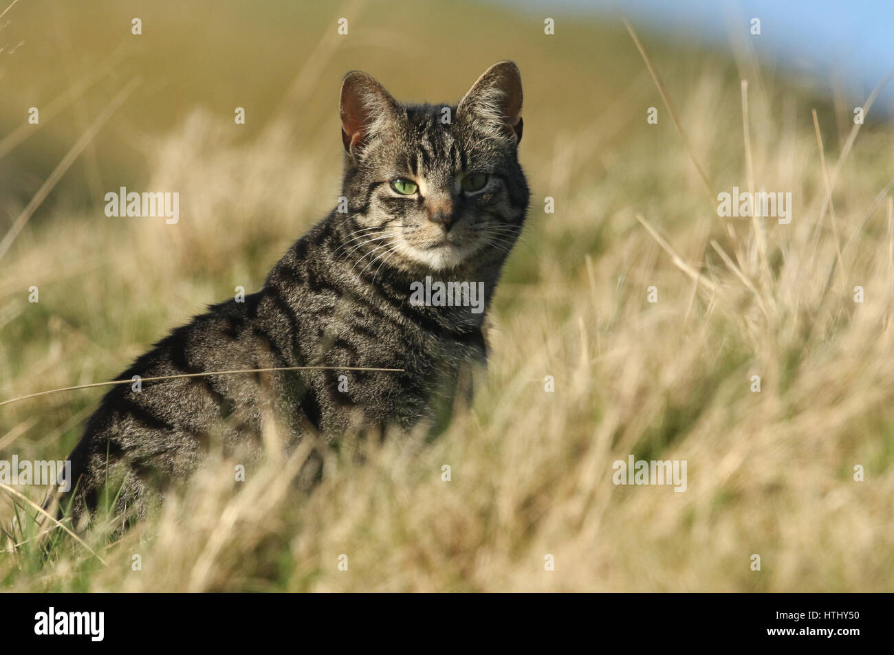 A stunning Cat (Felis catus) sitting in the moors Stock Photo - Alamy