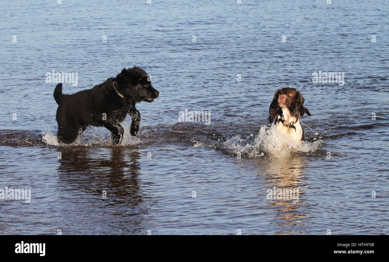 Water dog newfoundland hi-res stock photography and images - Alamy
