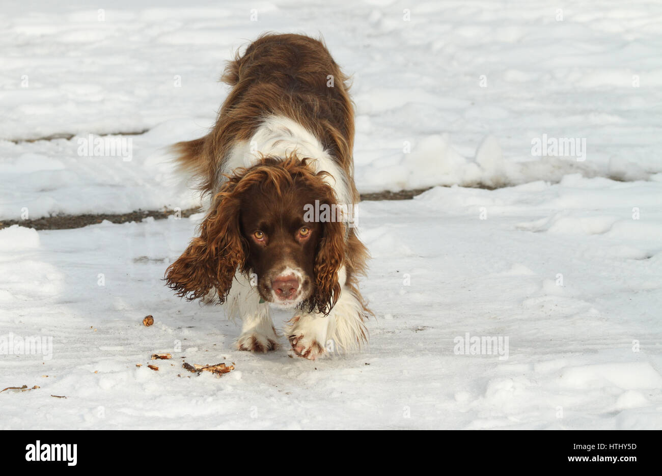 A beautiful English Springer Spaniel dog walking in the snow Stock ...