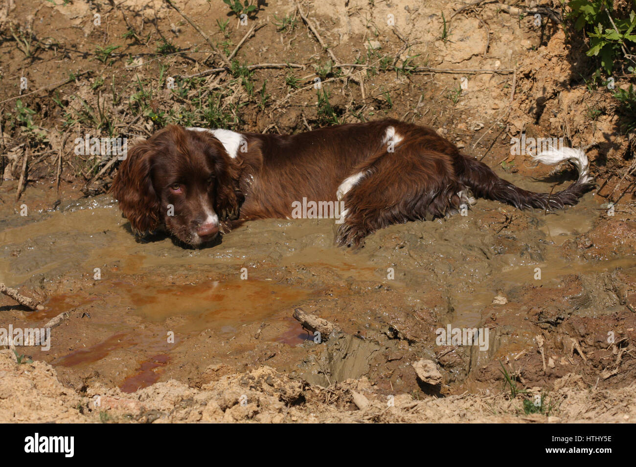 A very naught but cute English Springer Spaniel laying in a muddy pool ...