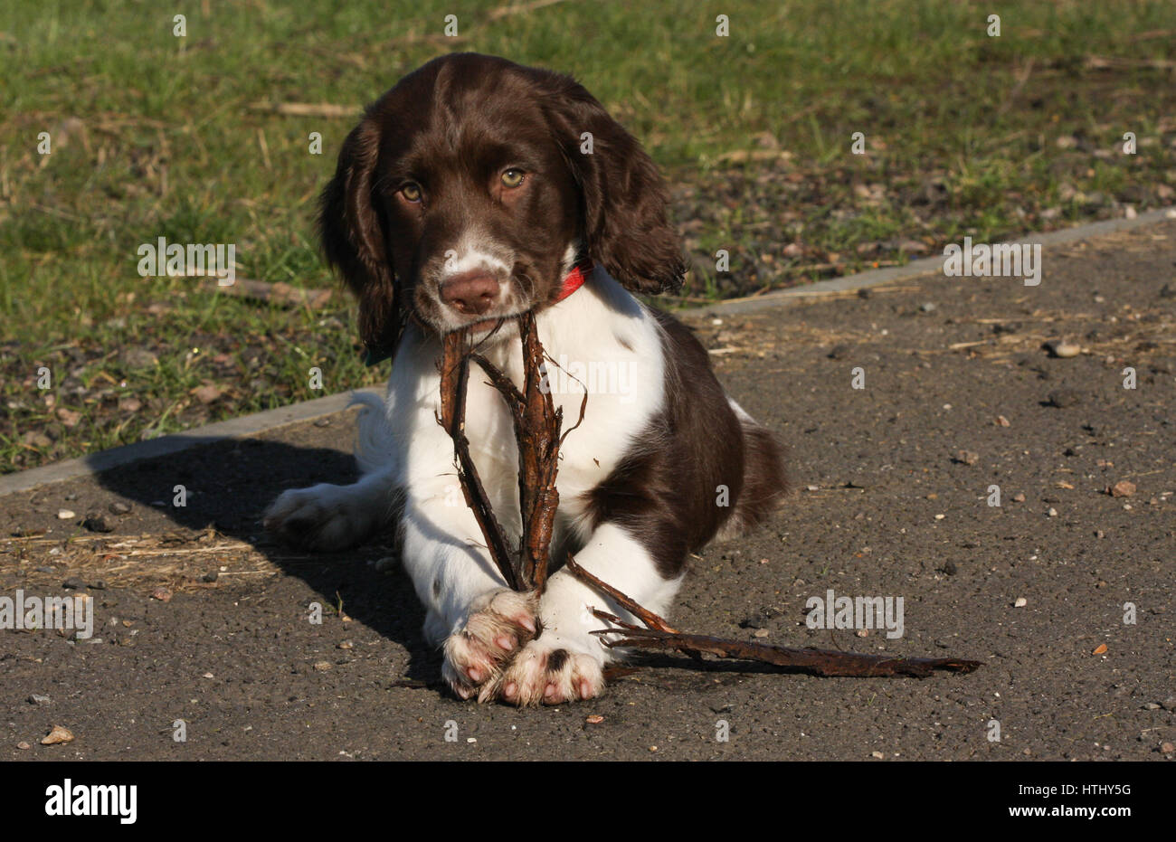 English springer spaniel puppy hi-res stock photography and images - Alamy