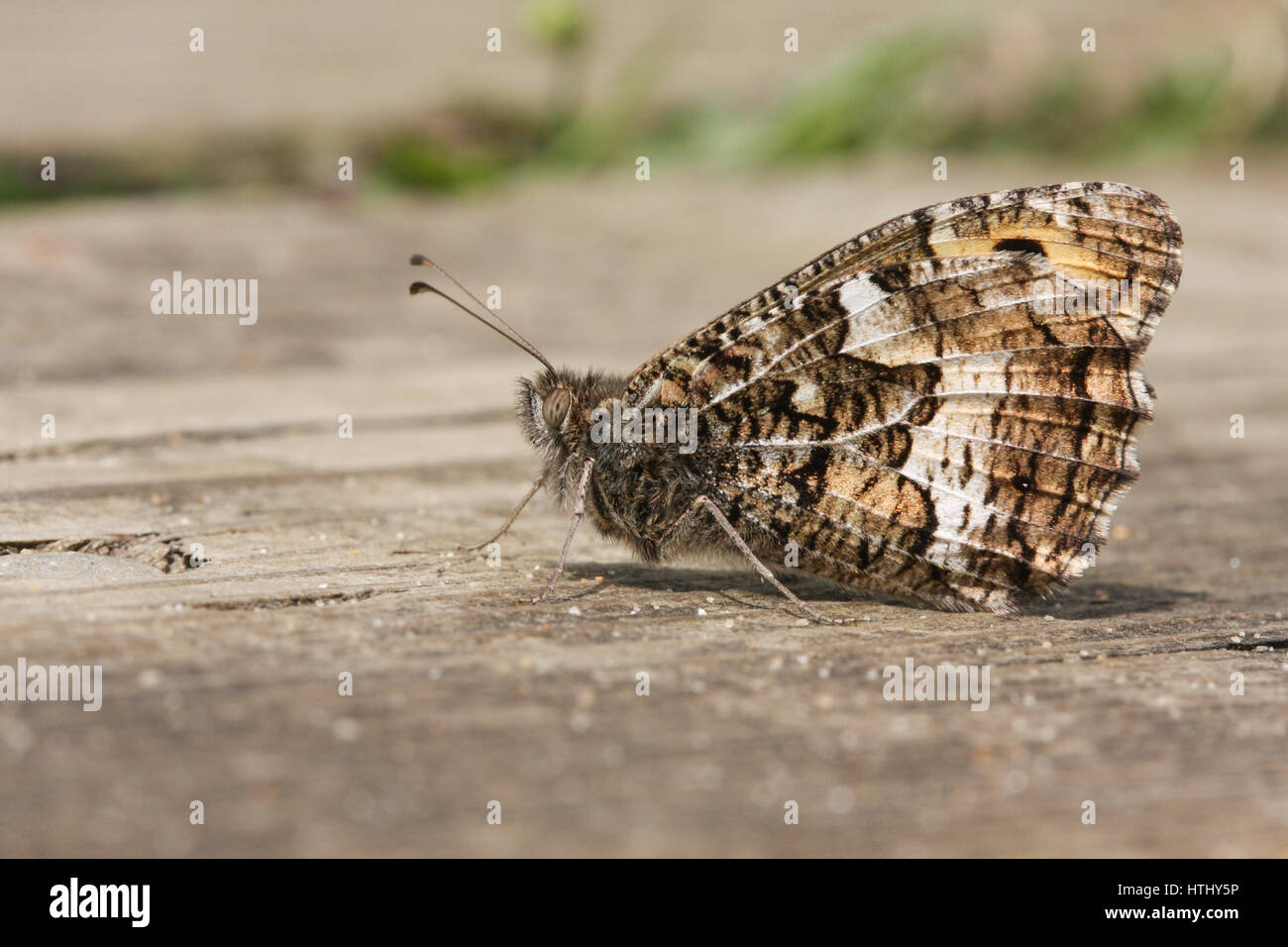 A side view of a Grayling Butterfly (Hipparchia semele) perched on the ...