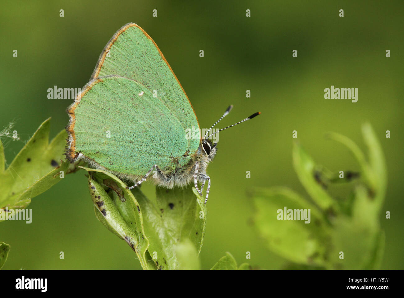 British Insect Species High Resolution Stock Photography and Images - Alamy
