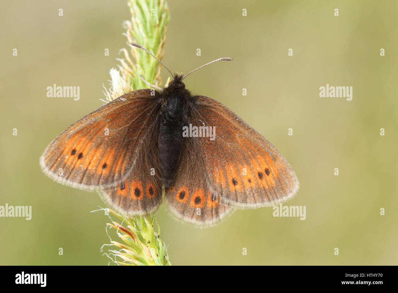 Rare to see mountain ringlet butterfly hi-res stock photography and ...