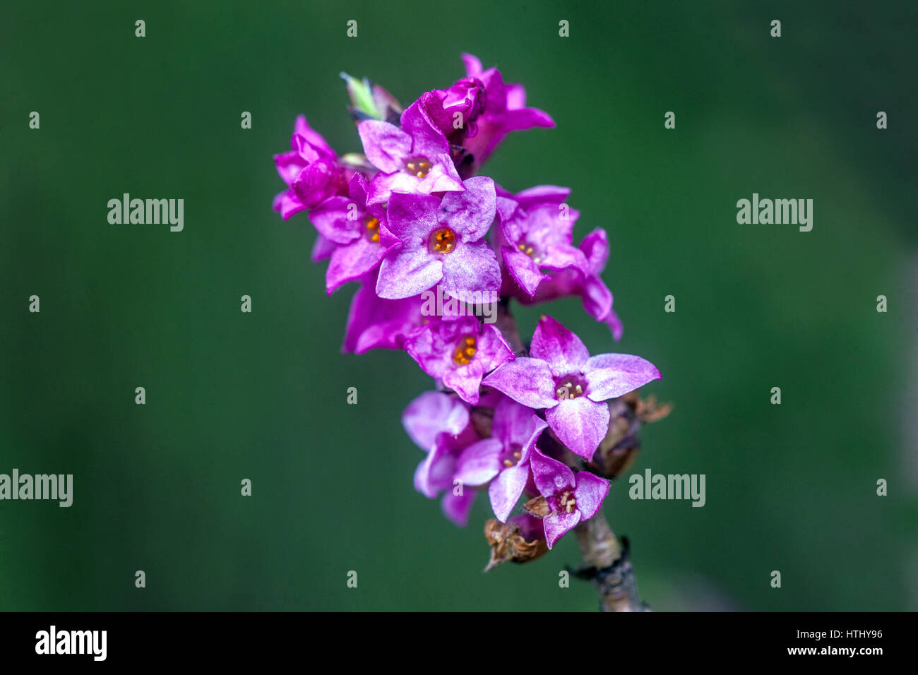 Daphne flower hi-res stock photography and images - Alamy