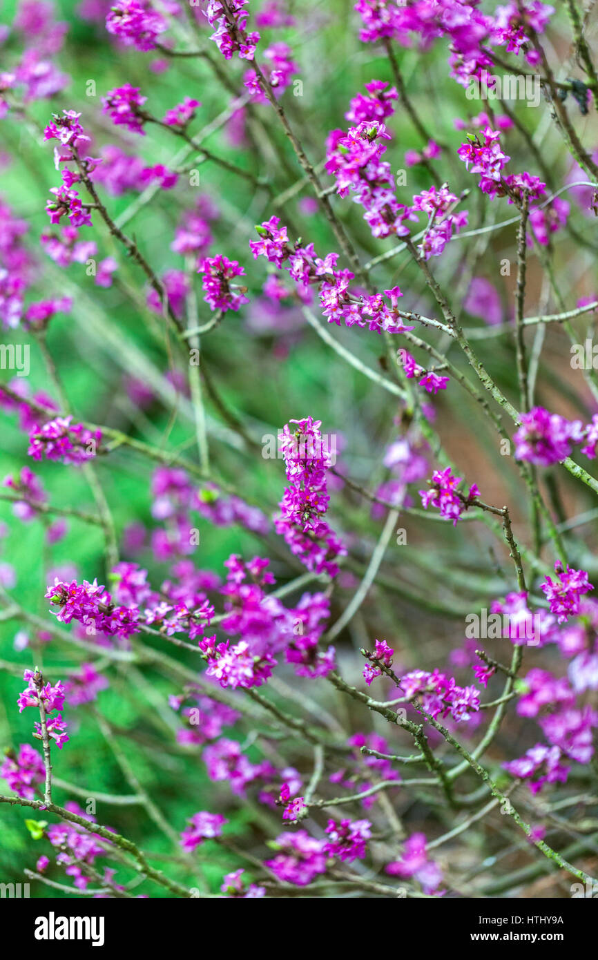 Daphne shrub flowers spring hi-res stock photography and images - Alamy