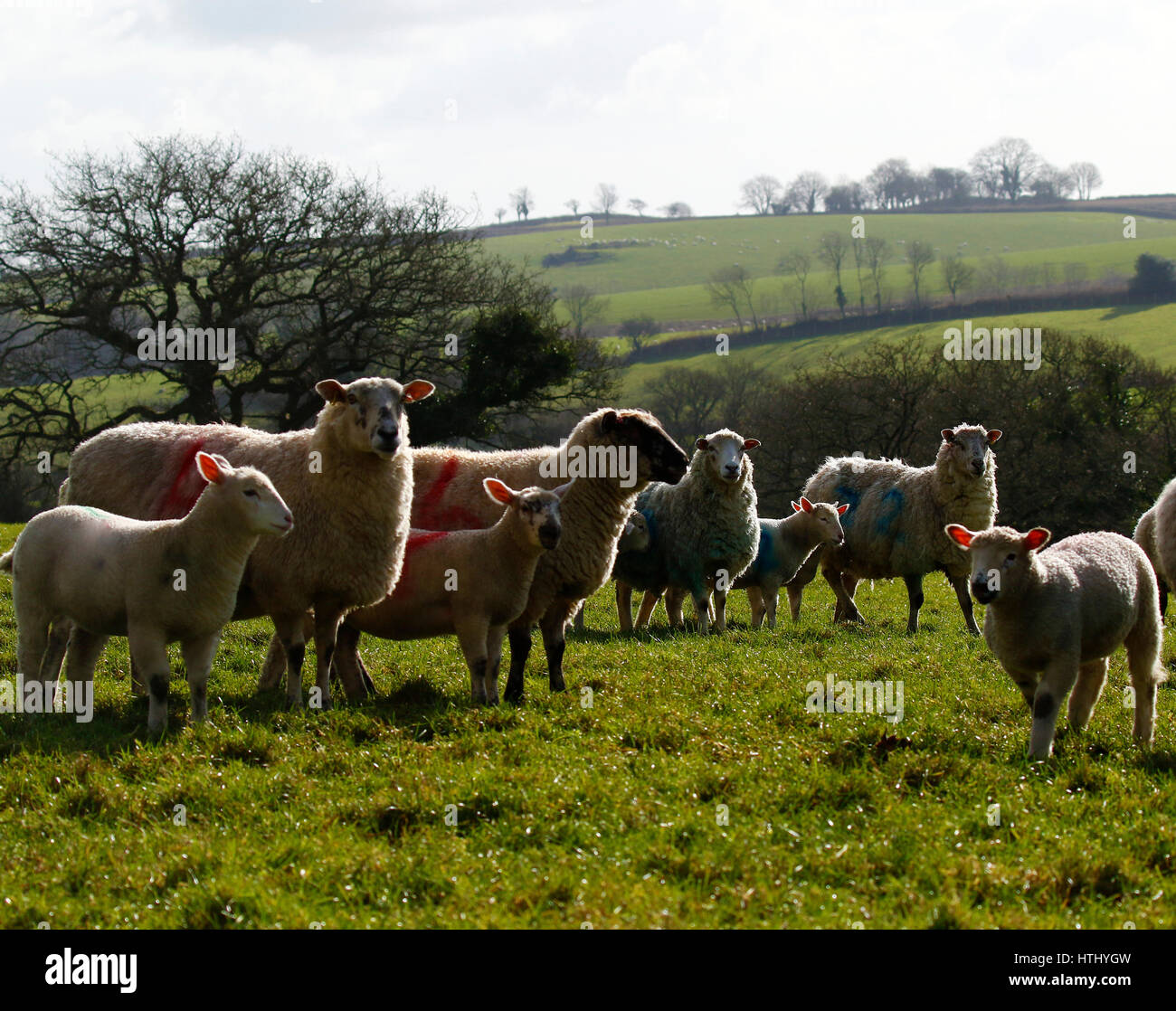 New born lambs out in the fields Stock Photo - Alamy