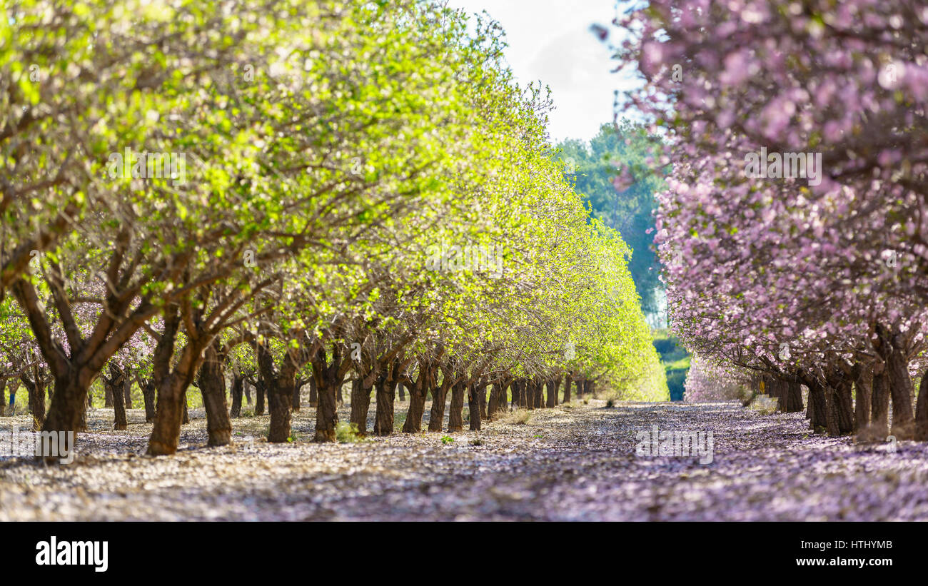 Agricultural landscape, a garden with flowering fruit trees Stock Photo ...