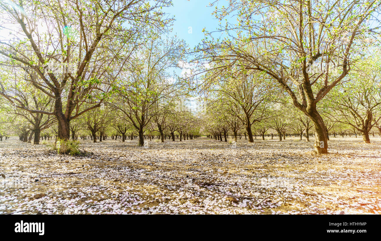 Agricultural landscape, a garden with flowering fruit trees Stock Photo ...