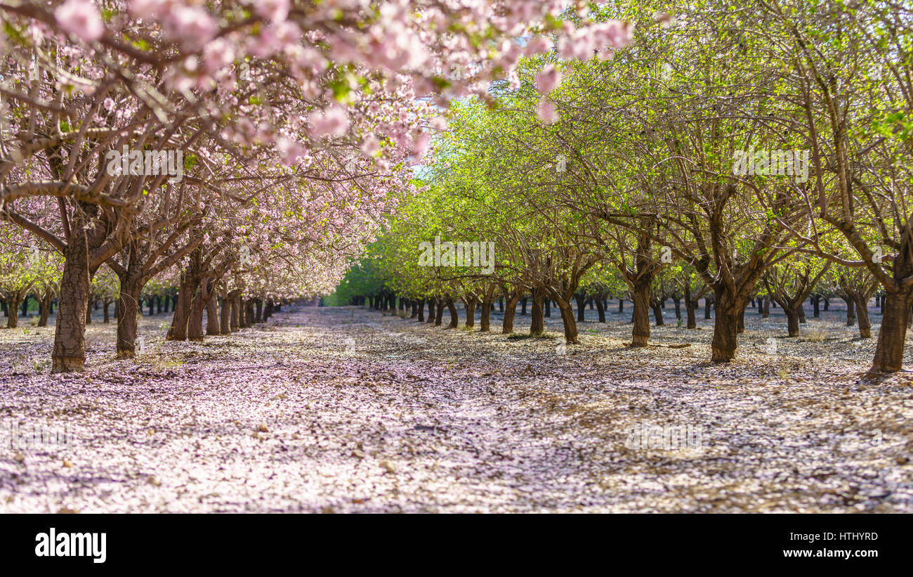 Agricultural landscape, a garden with flowering fruit trees Stock Photo ...