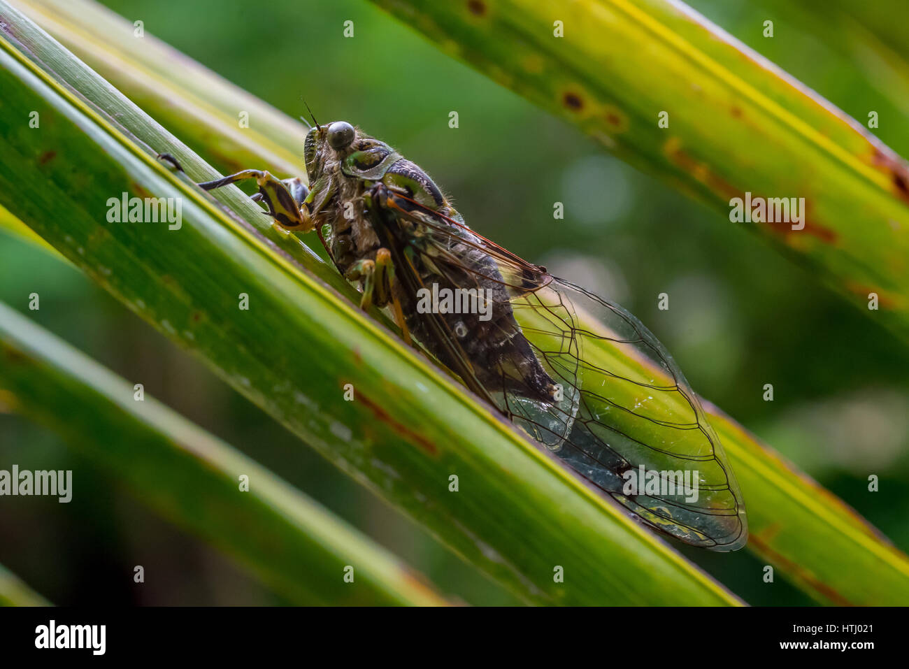 A closeup of cicada, New Zealand Stock Photo - Alamy