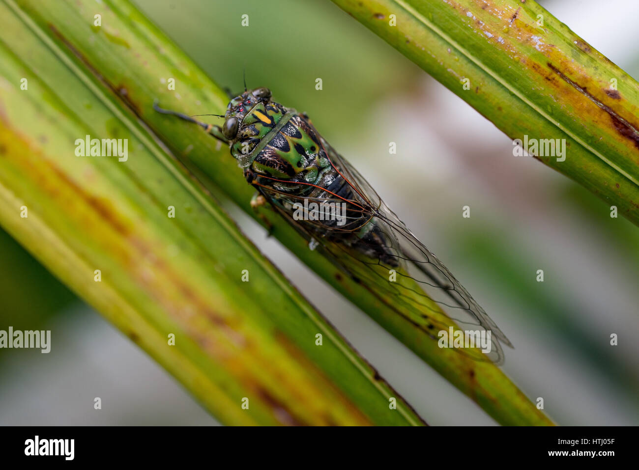 A closeup of cicada, New Zealand Stock Photo - Alamy