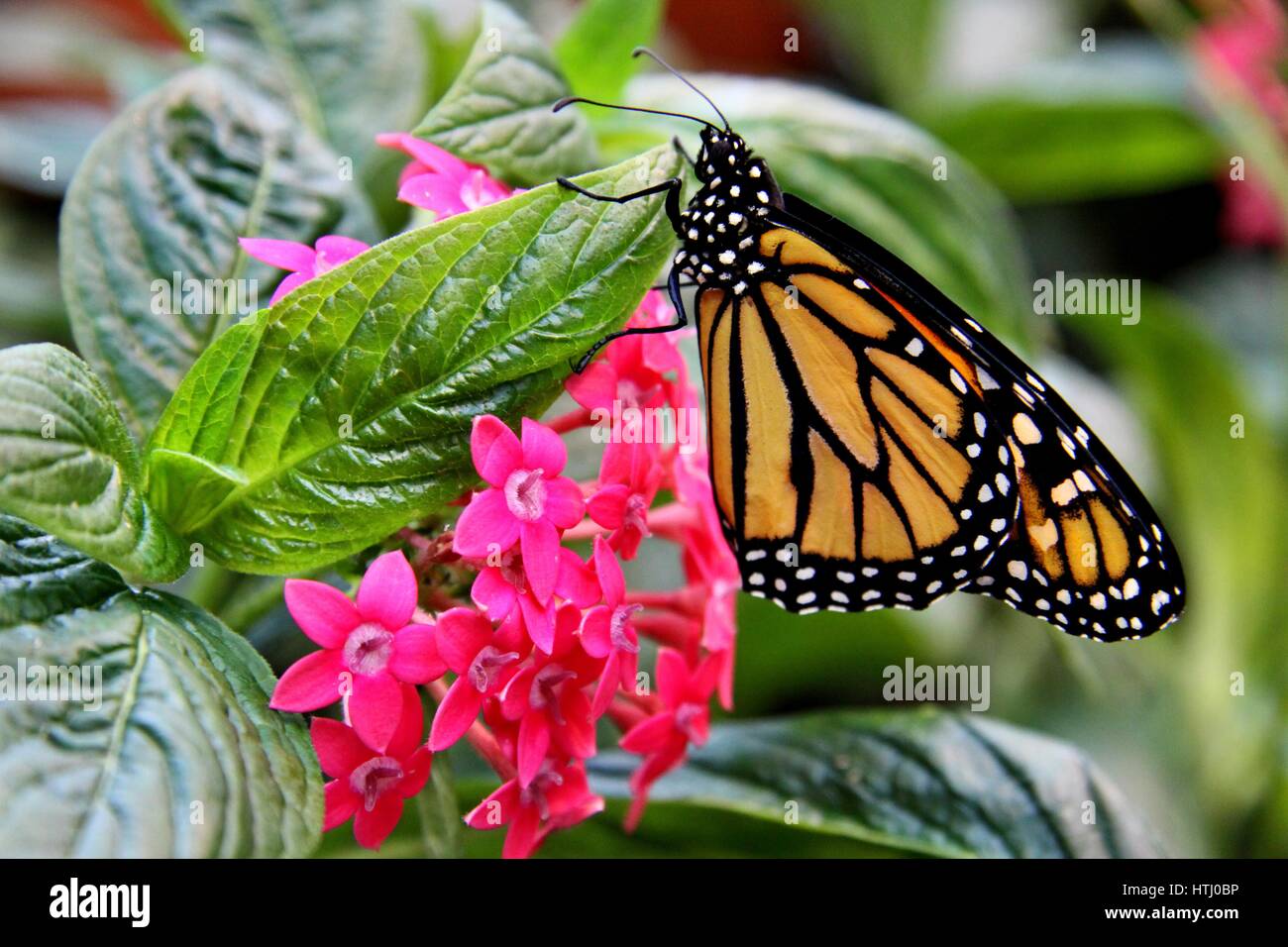 Monarch, Danaus Plexippus, Costa Rica Stock Photo - Alamy
