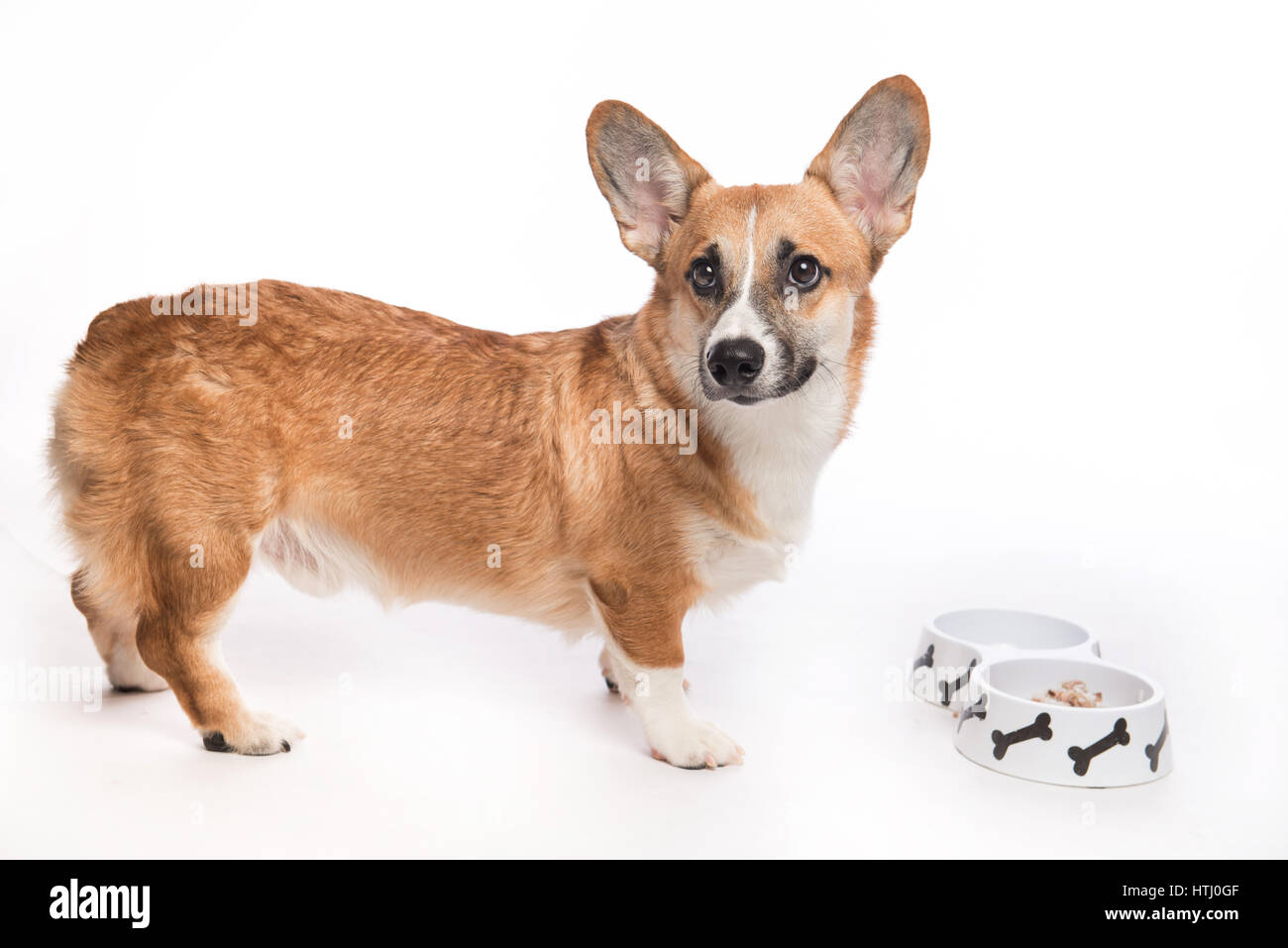 Pembroke corgi. Hungry dog waiting for eating food Stock Photo - Alamy