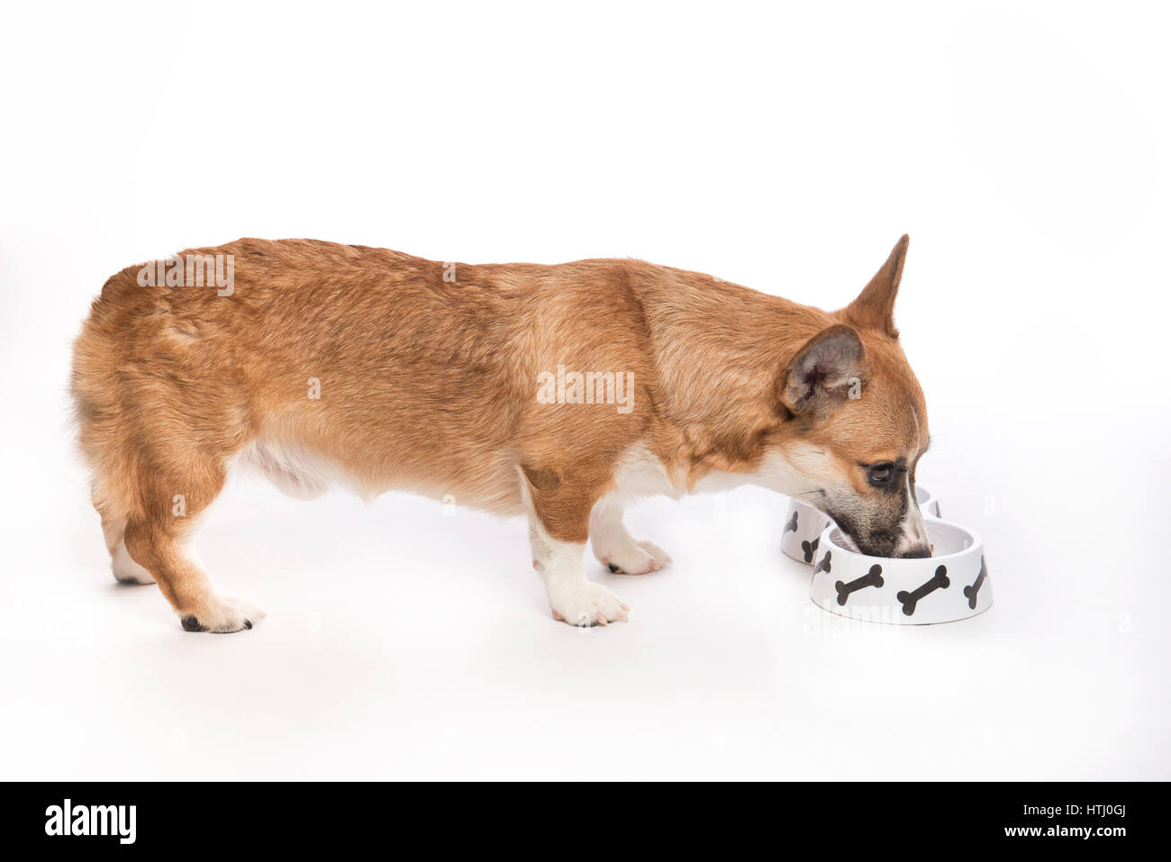 Pembroke corgi. Cute dog eating food Stock Photo - Alamy