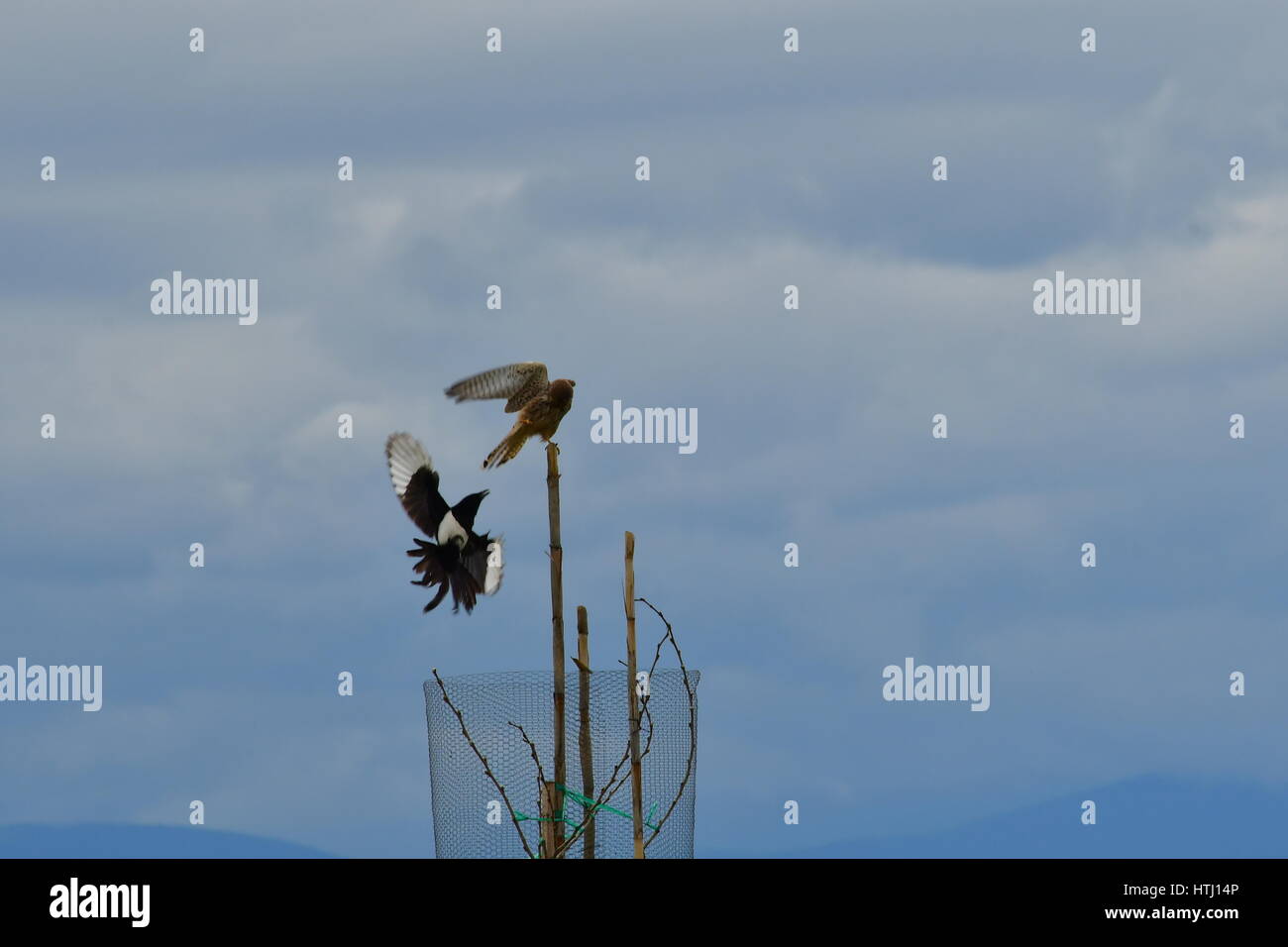 Nafplio, Greece , 10th March 2017. A magpie does attack a hawk in ...