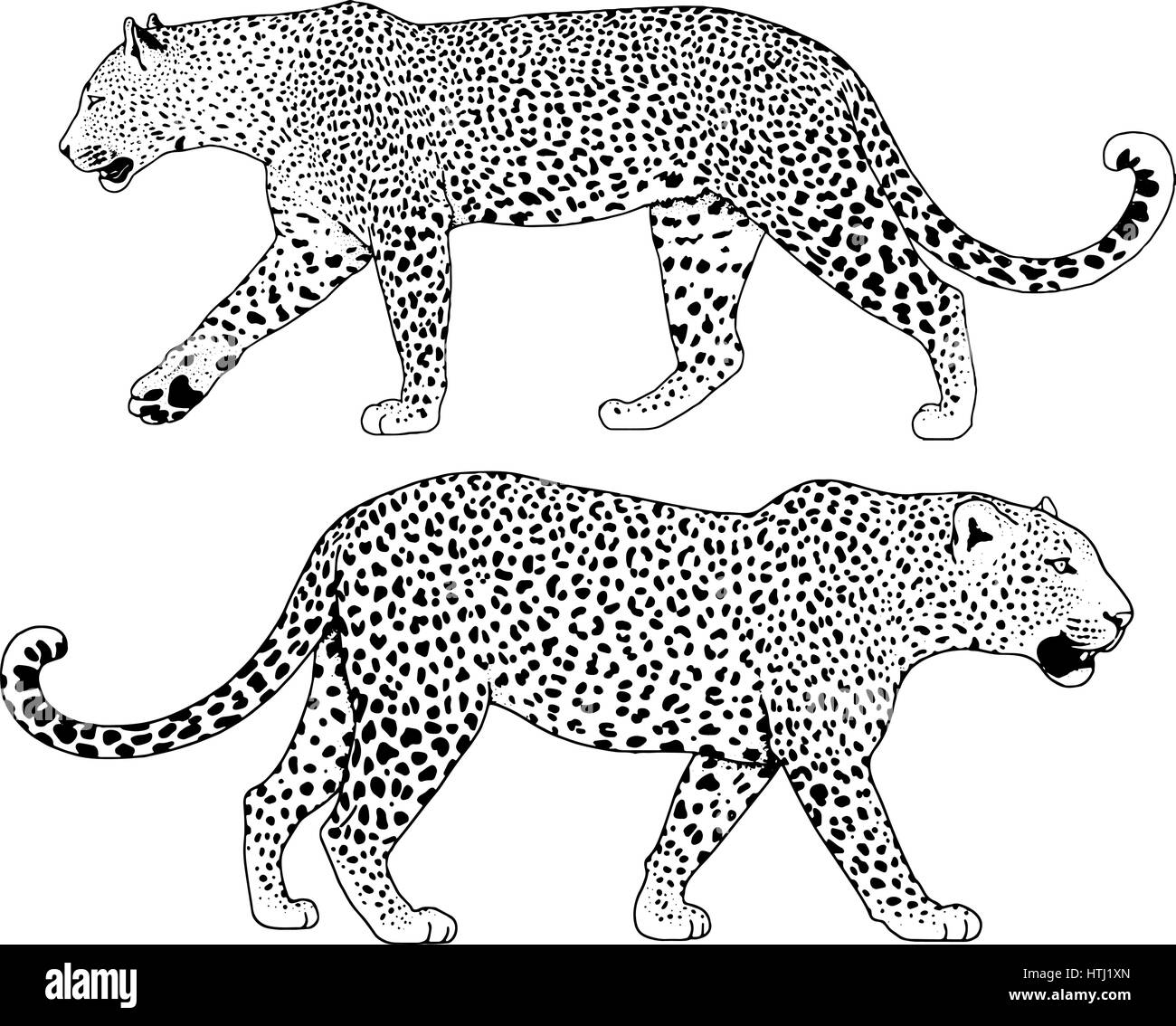 illustration of leopard, graphic vector animal Stock Vector Image & Art ...