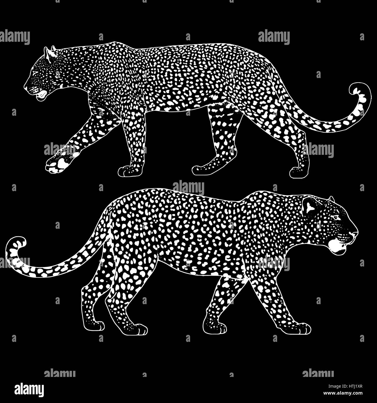 illustration of leopard, graphic vector animal Stock Vector Image & Art ...