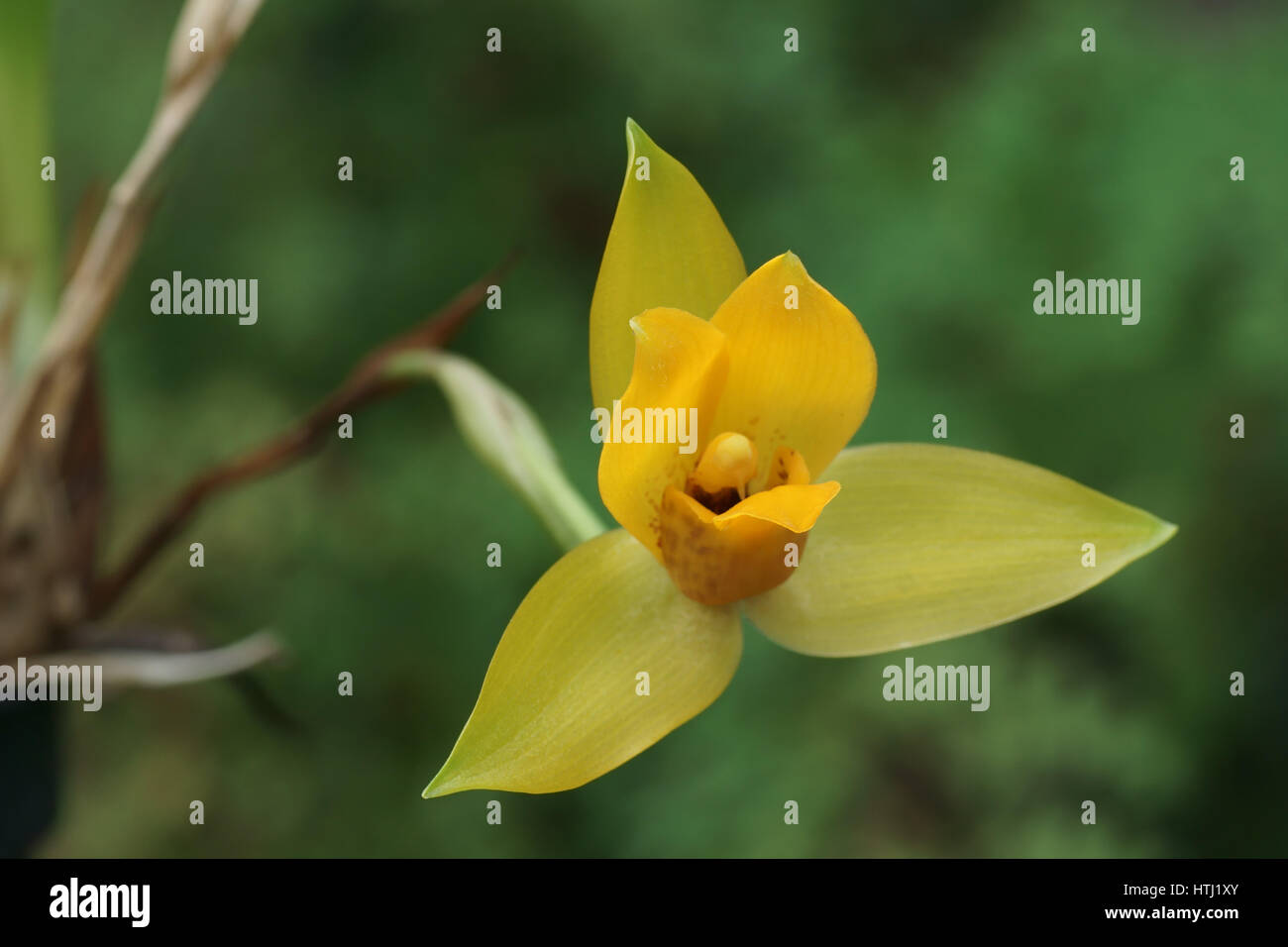 Lycaste hi-res stock photography and images - Alamy