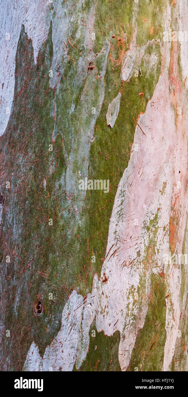 Tree trunk texture in color change on summer season Stock Photo - Alamy