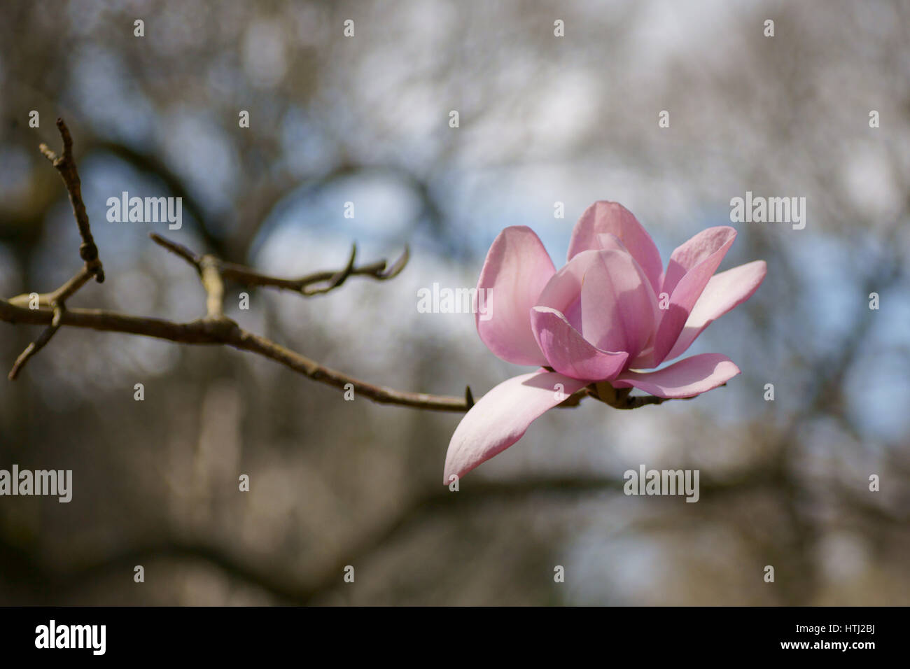 Magnolia flag hi-res stock photography and images - Alamy