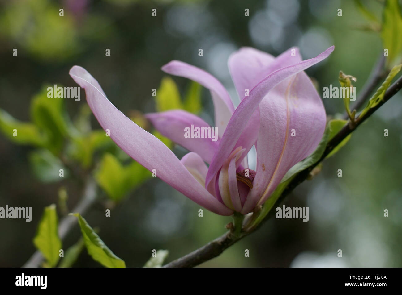 Ricki hi-res stock photography and images - Alamy