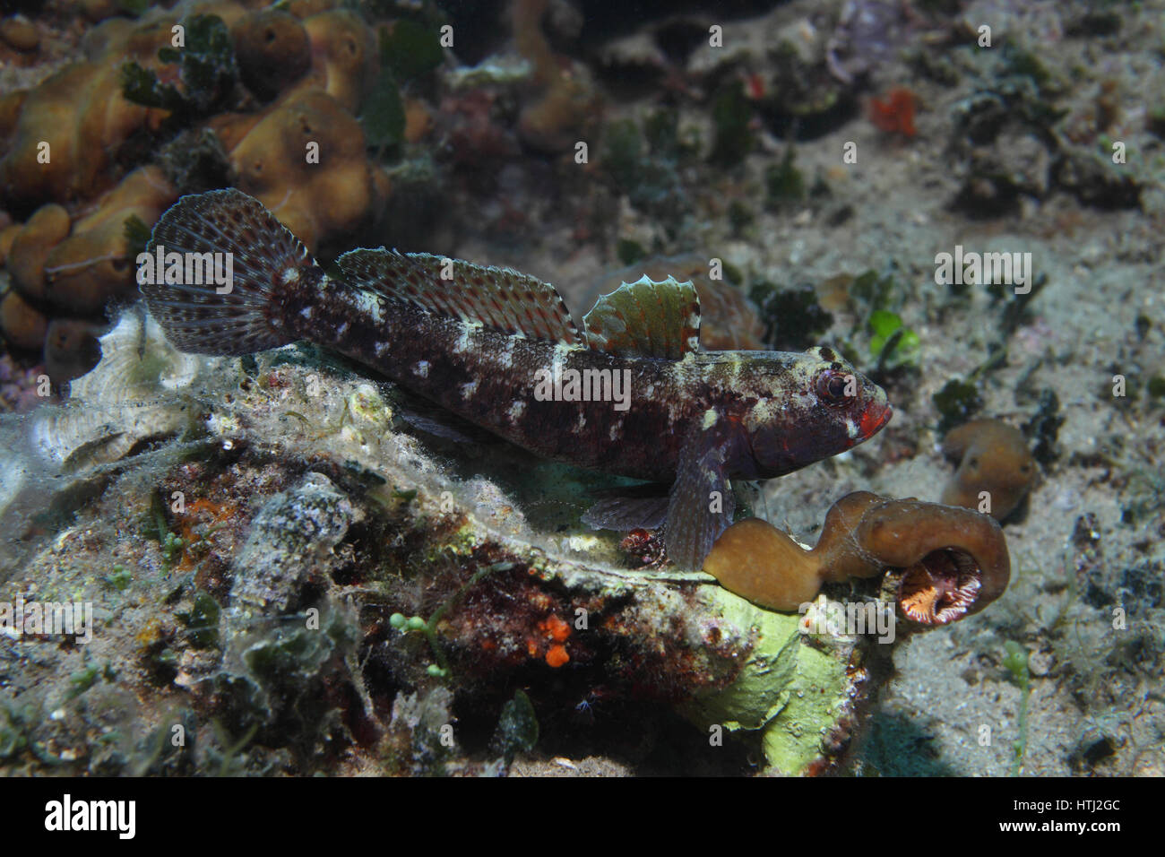 Goby Fish High Resolution Stock Photography and Images - Alamy