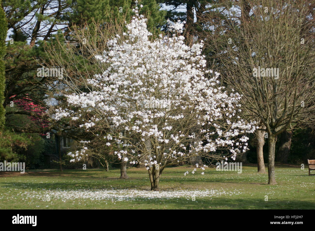 Wadas Memory Magnolia Stock Photos & Wadas Memory Magnolia Stock Images ...