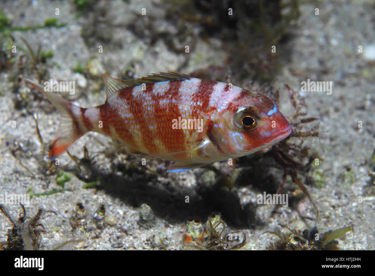 Red seabream hi-res stock photography and images - Alamy