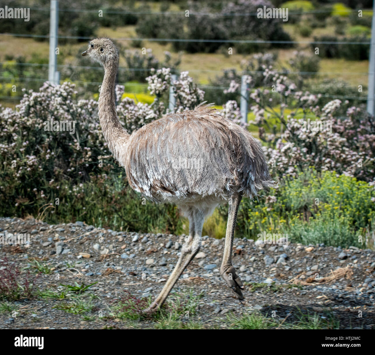 Lesser Rhea Chile High Resolution Stock Photography and Images - Alamy