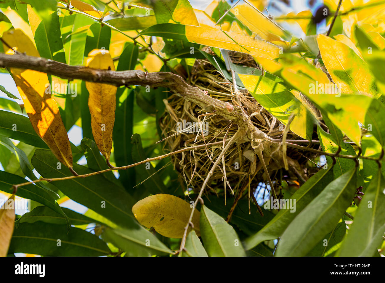 Natural bird nest on the bush of high tree Stock Photo - Alamy