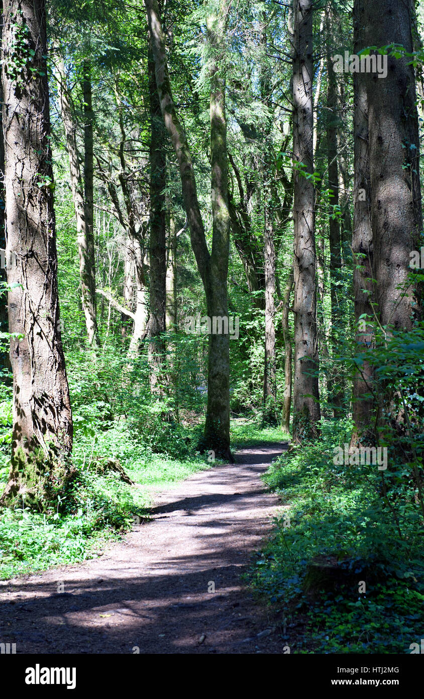 Beautiful Killinthomas forest on a spring time, Ireland Stock Photo - Alamy