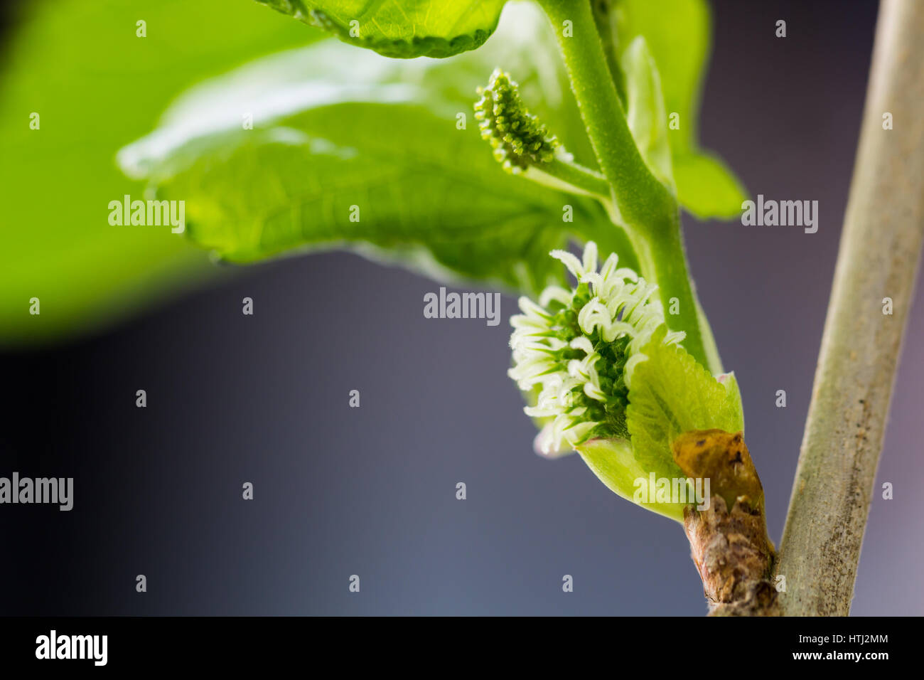 Raw Mulberry fruit is growing on its branch Stock Photo - Alamy