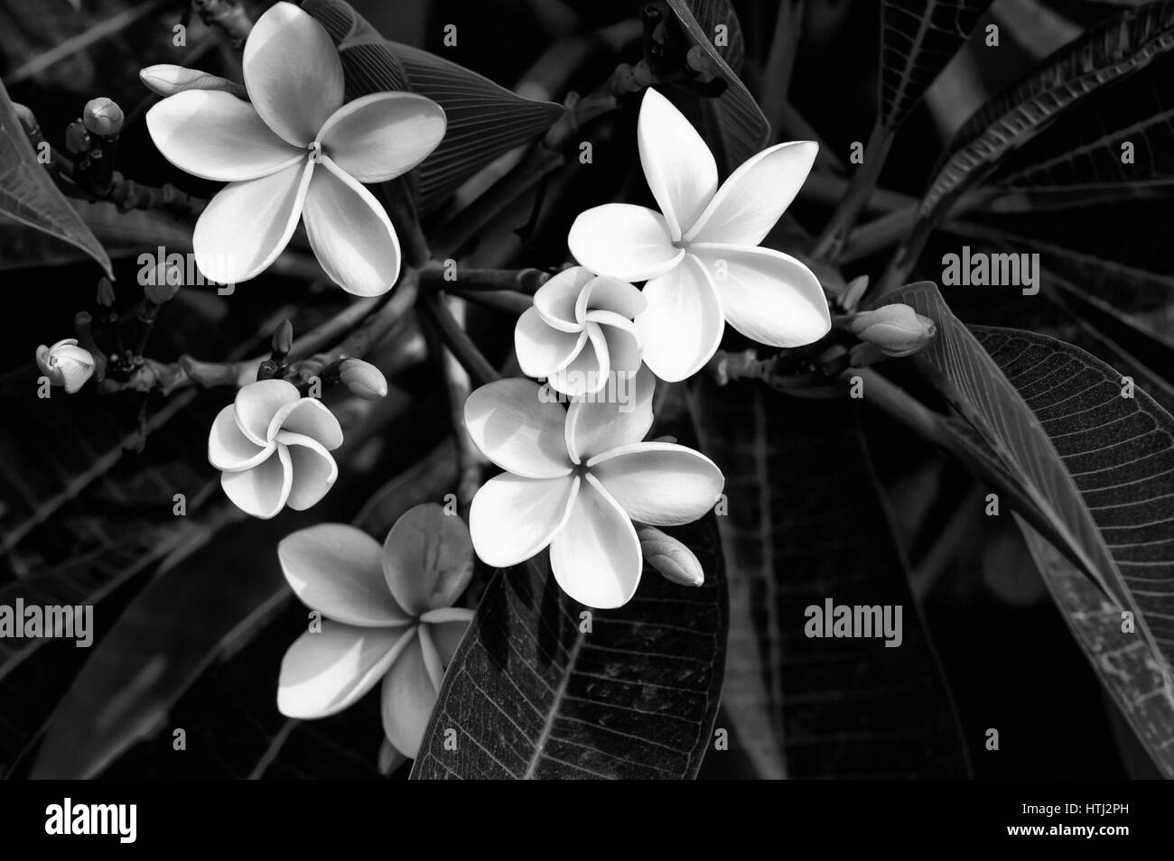 Plumeria Black and White Stock Photos & Images - Alamy