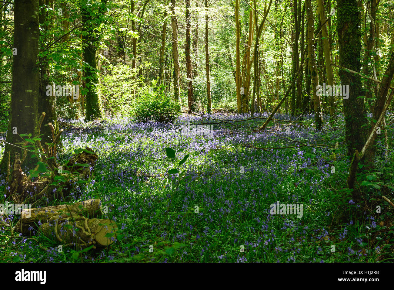 Sunshyne hi-res stock photography and images - Alamy