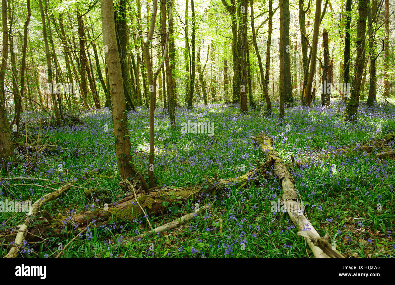Blue bell blossom in Killinthomas Forest on spring time , Ireland Stock ...