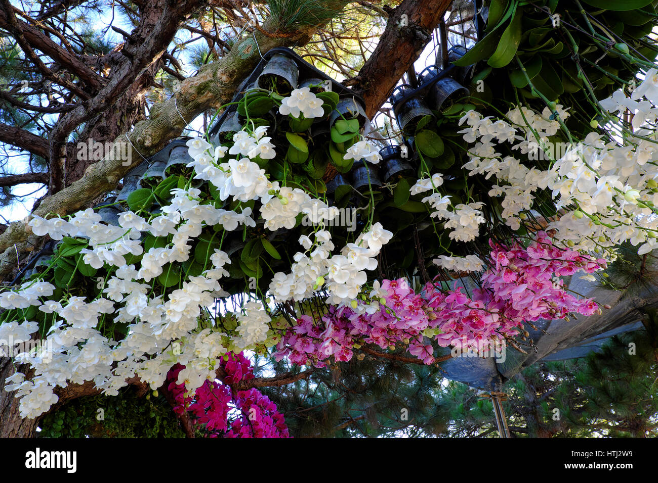 Amazing flower background, group of orchid pot show at flowers festival ...