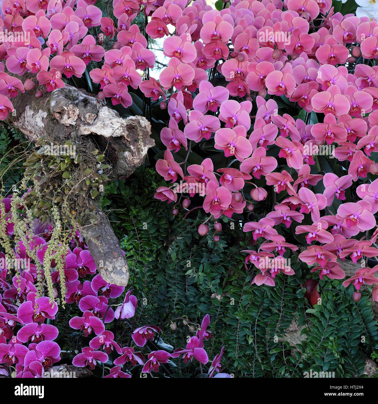 Amazing flower background, group of orchid pot show at flowers festival ...