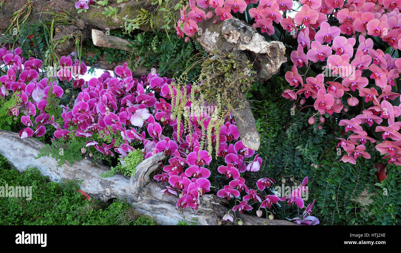 Amazing flower background, group of orchid pot show at flowers festival ...