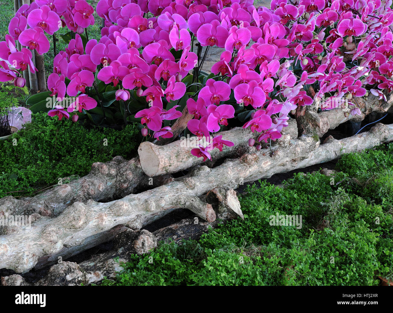 Amazing flower background, group of orchid pot show at flowers festival ...